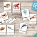 OCEAN ANIMALS • 22 Montessori Cards • Flash Cards Nomenclature ...