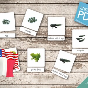 LIFE CYCLE of a FROG French Edition • 8 French and 8 English Editable ...