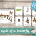LIFE CYCLE BUNDLE 12 Life Cycles Montessori Cards Flash - Etsy