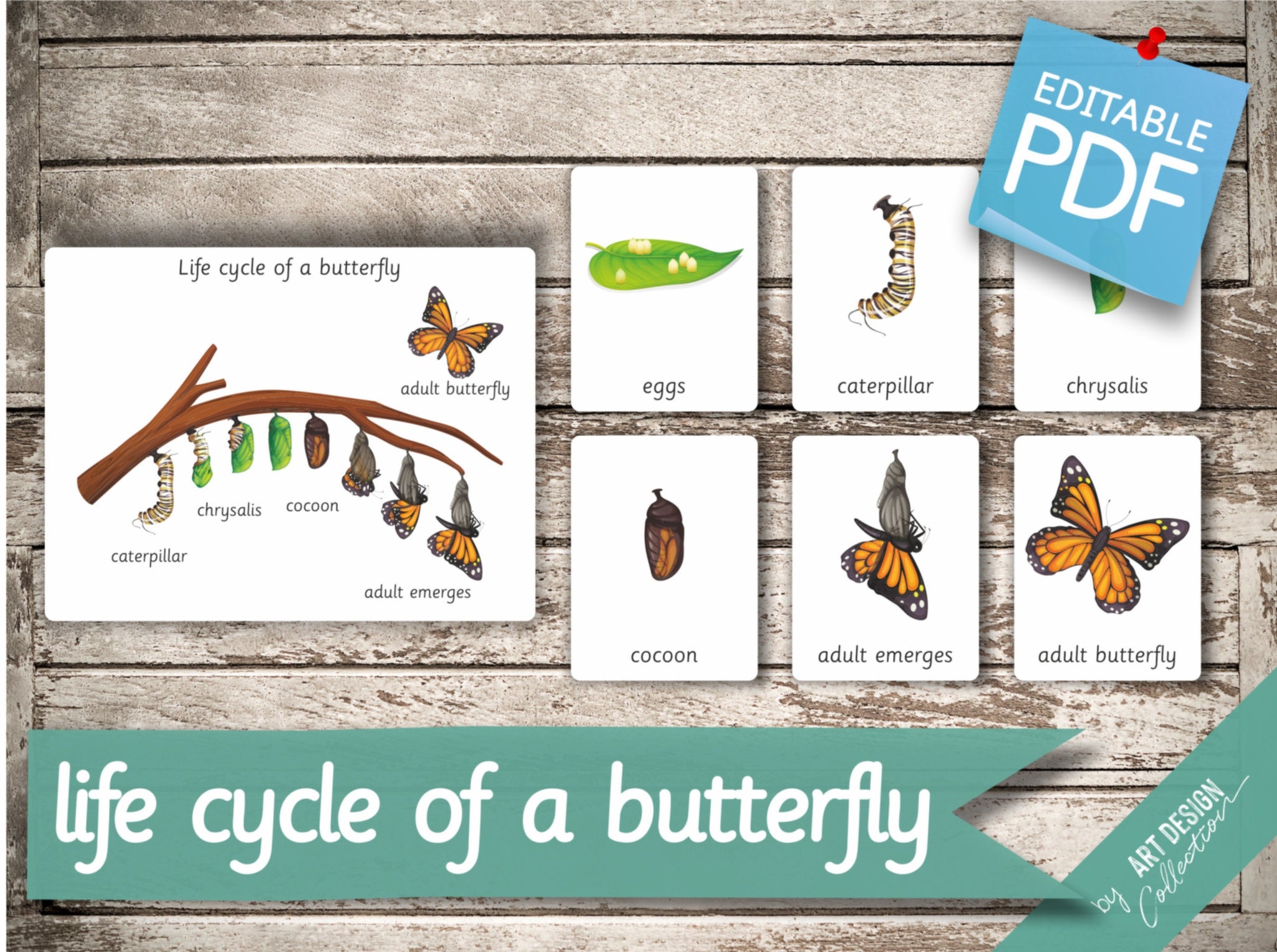 LIFE CYCLE BUNDLE 12 Life Cycles Montessori Cards Flash - Etsy Canada