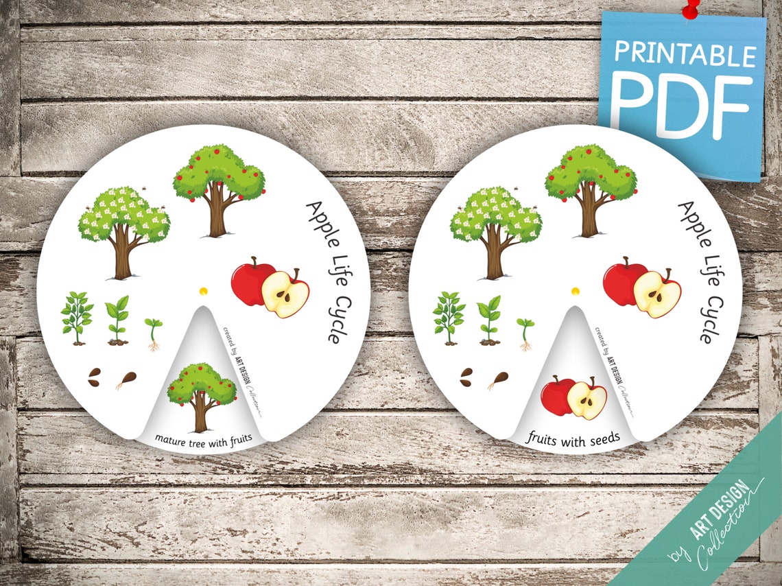 APPLE LIFE CYCLE Wheel Montessori Busy Book Activity - Etsy