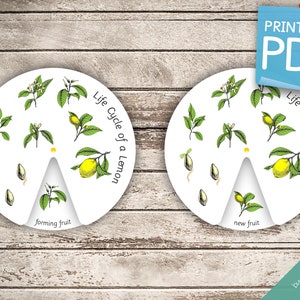 LIFE CYCLE of a LEMON Wheel • Montessori Busy Book Activity ...