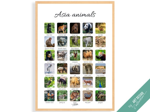 ASIA ANIMALS POSTER Montessori Poster Montessori - Etsy