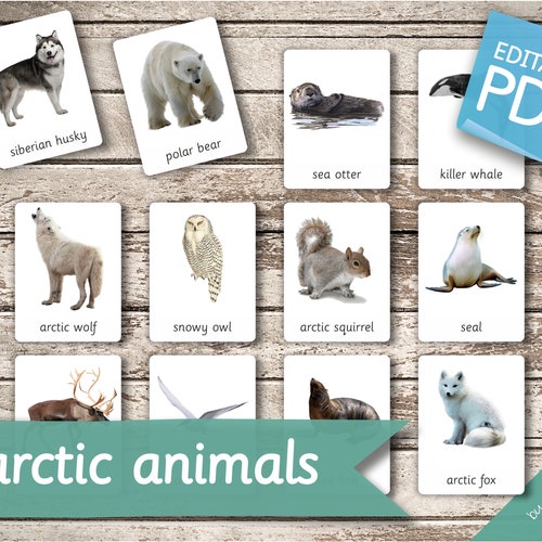 ARCTIC ANIMALS 20 Editable Montessori Cards Flash Cards - Etsy