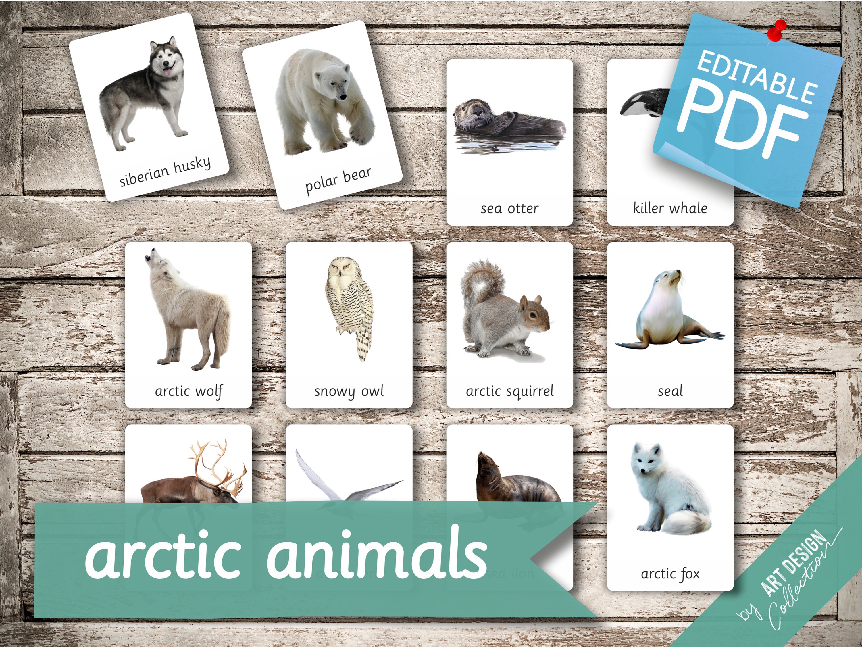 ARCTIC ANIMALS 20 Editable Montessori Cards Flash Cards - Etsy