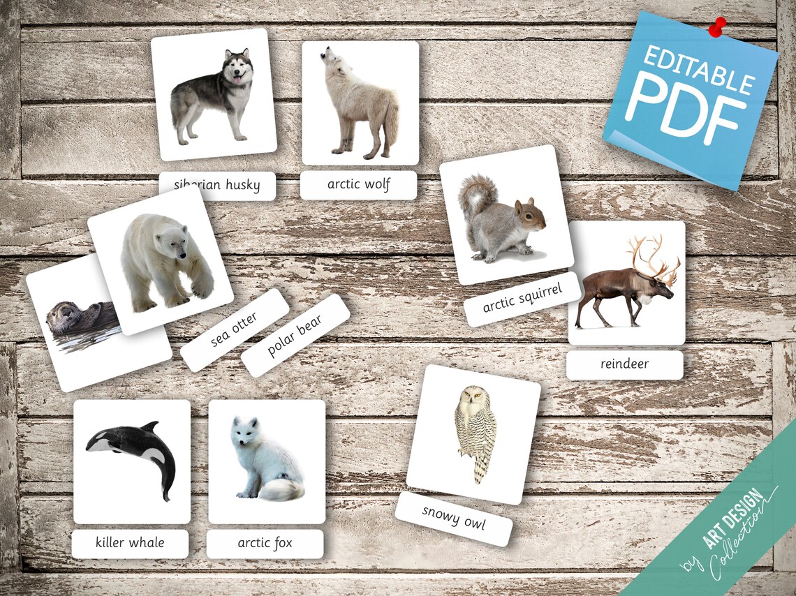 ARCTIC ANIMALS 20 Editable Montessori Cards Flash Cards - Etsy