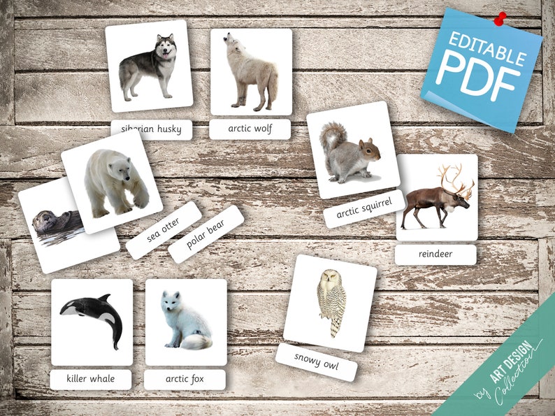 ARCTIC ANIMALS 20 Editable Montessori Cards Flash Cards - Etsy
