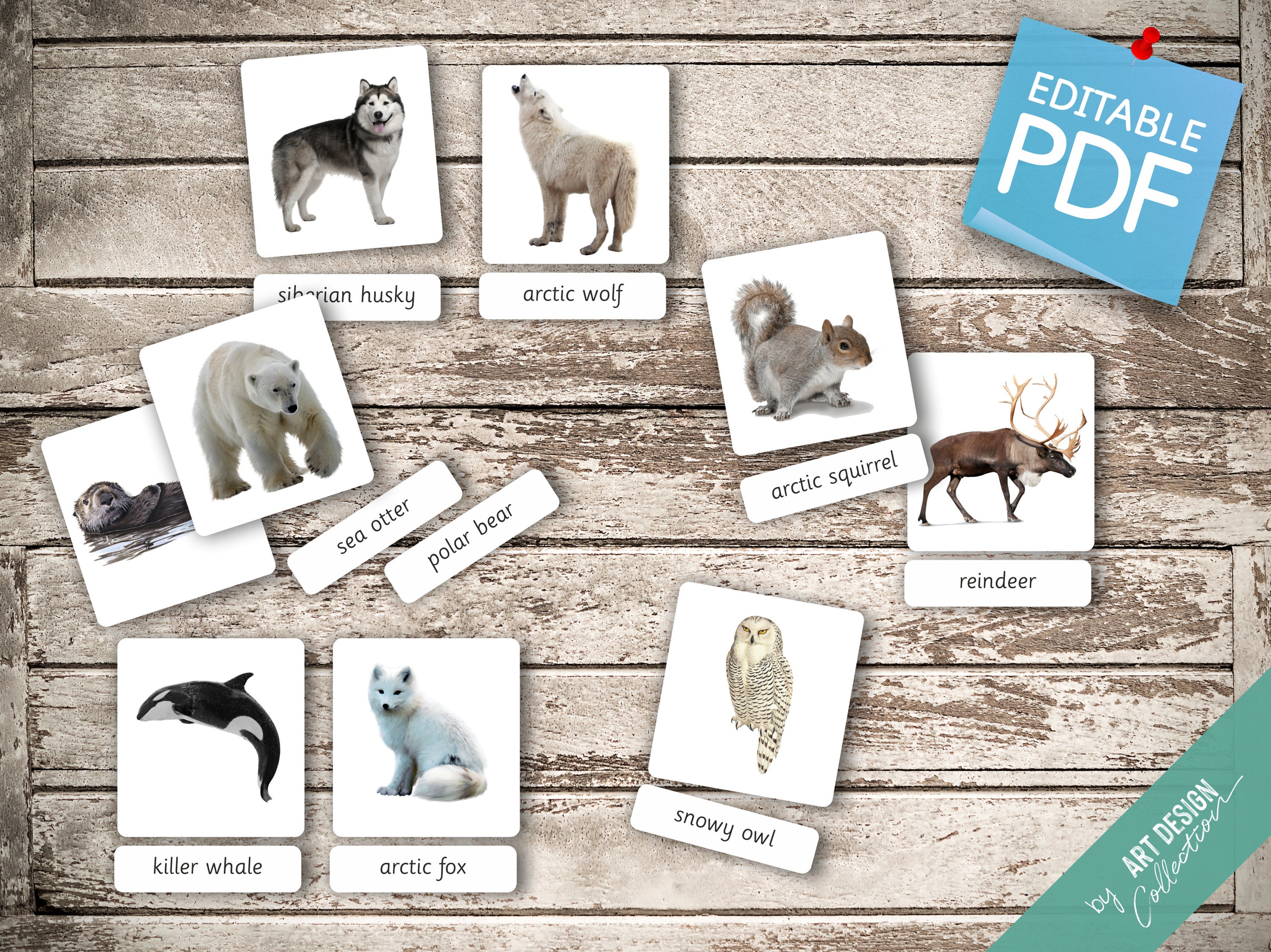 ARCTIC ANIMALS 20 Editable Montessori Cards Flash Cards - Etsy