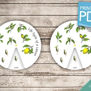 LIFE CYCLE of a LEMON Wheel • Montessori Busy Book Activity ...