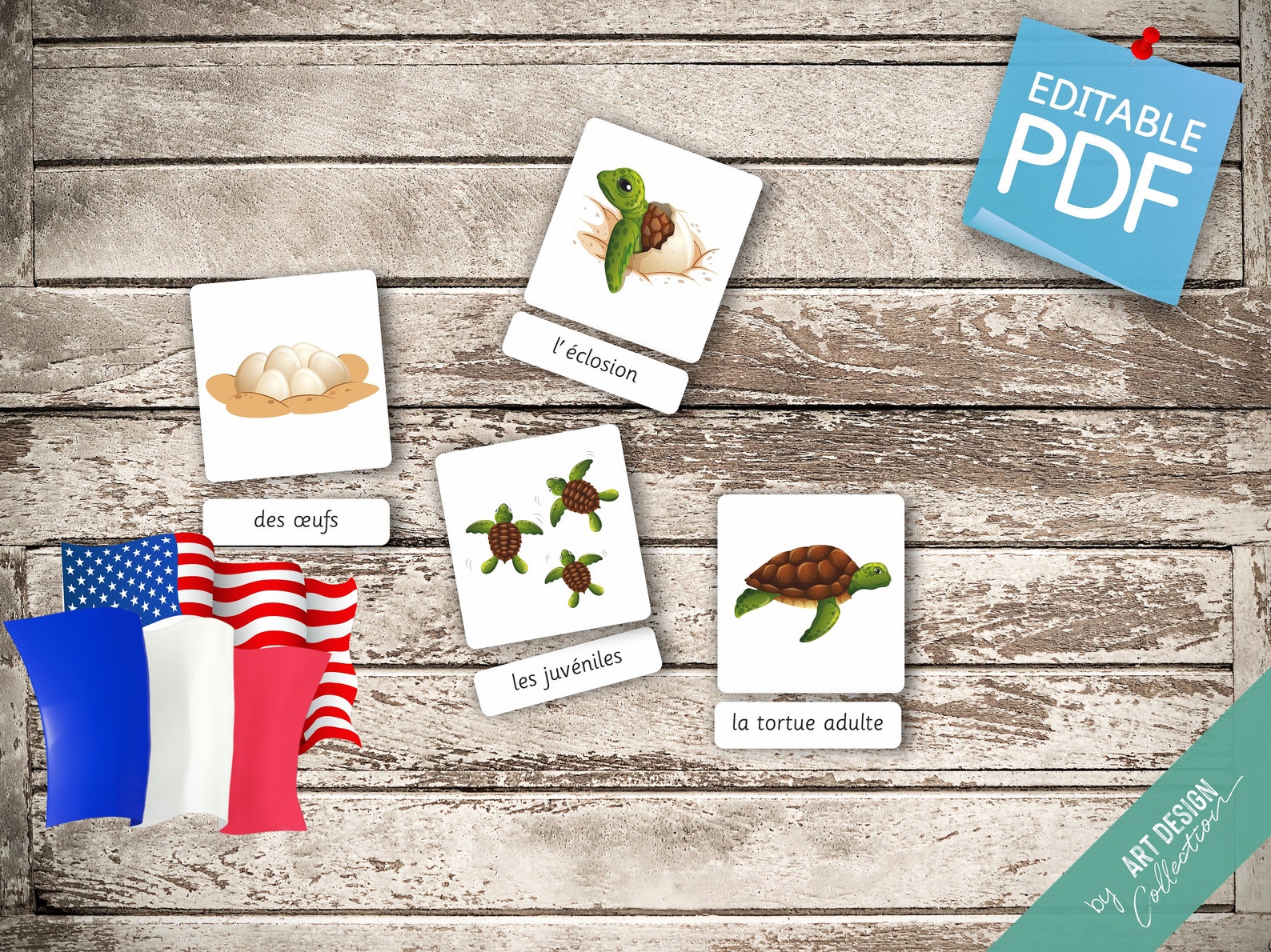 LIFE CYCLE of a TURTLE French Edition 5 French and 5 English | Etsy