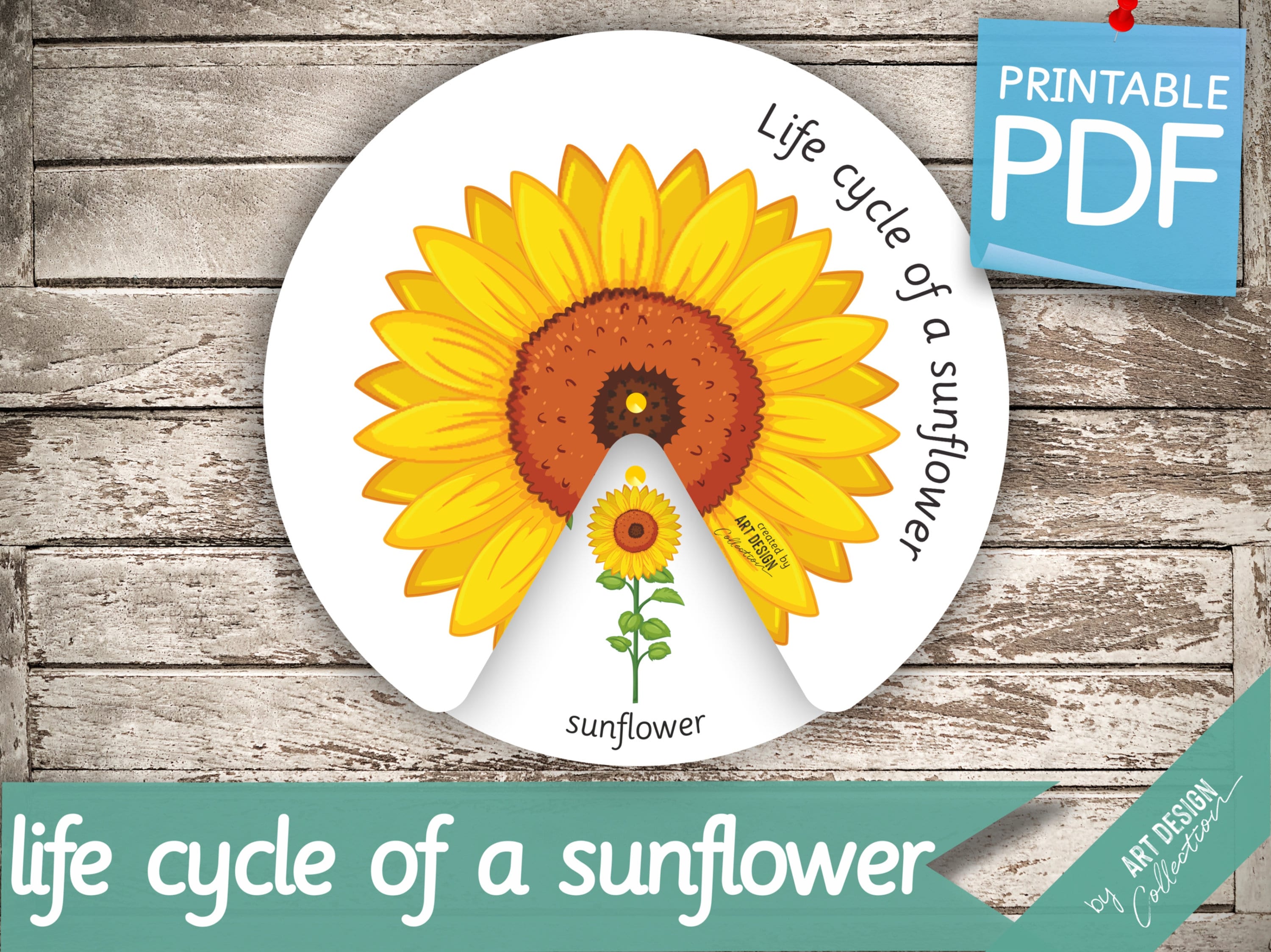 LIFE CYCLE of a SUNFLOWER Wheel Montessori Busy Book - Etsy UK