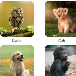 ANIMALS' BABIES POSTER • Montessori Poster • Montessori Educational ...