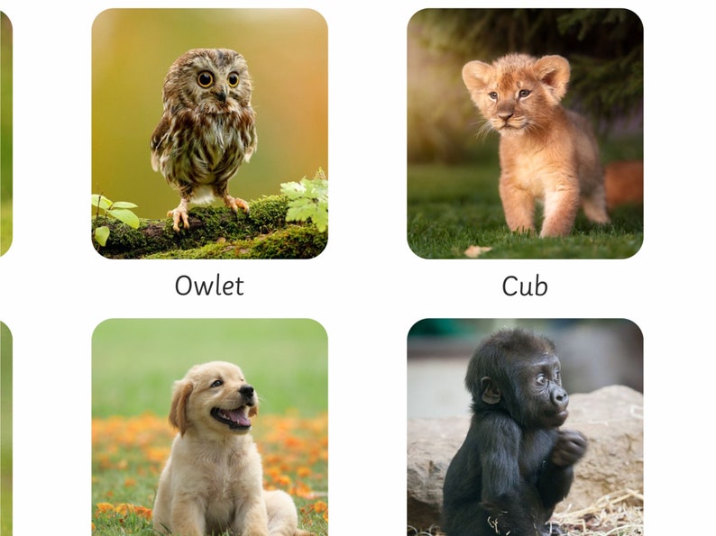 ANIMALS' BABIES POSTER Montessori Poster Montessori | Etsy