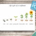 LIFE CYCLE of a SUNFLOWER 8 Editable Montessori Cards Flash Cards ...