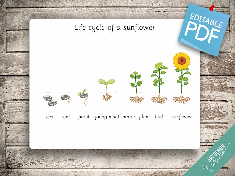 LIFE CYCLE of a SUNFLOWER• 8 Editable Montessori Cards • Flash Cards ...