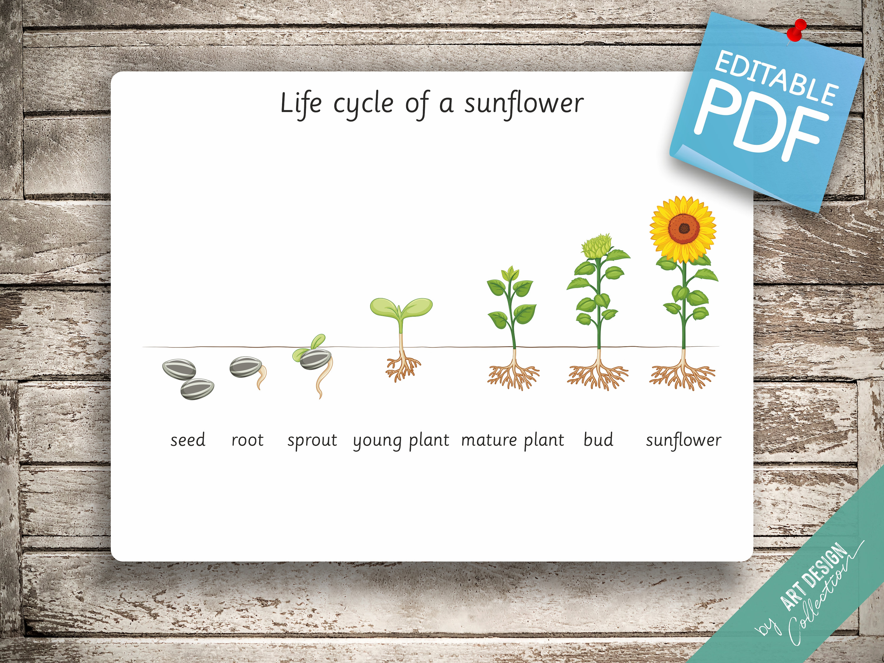 LIFE CYCLE of a SUNFLOWER 8 Editable Montessori Cards Flash - Etsy