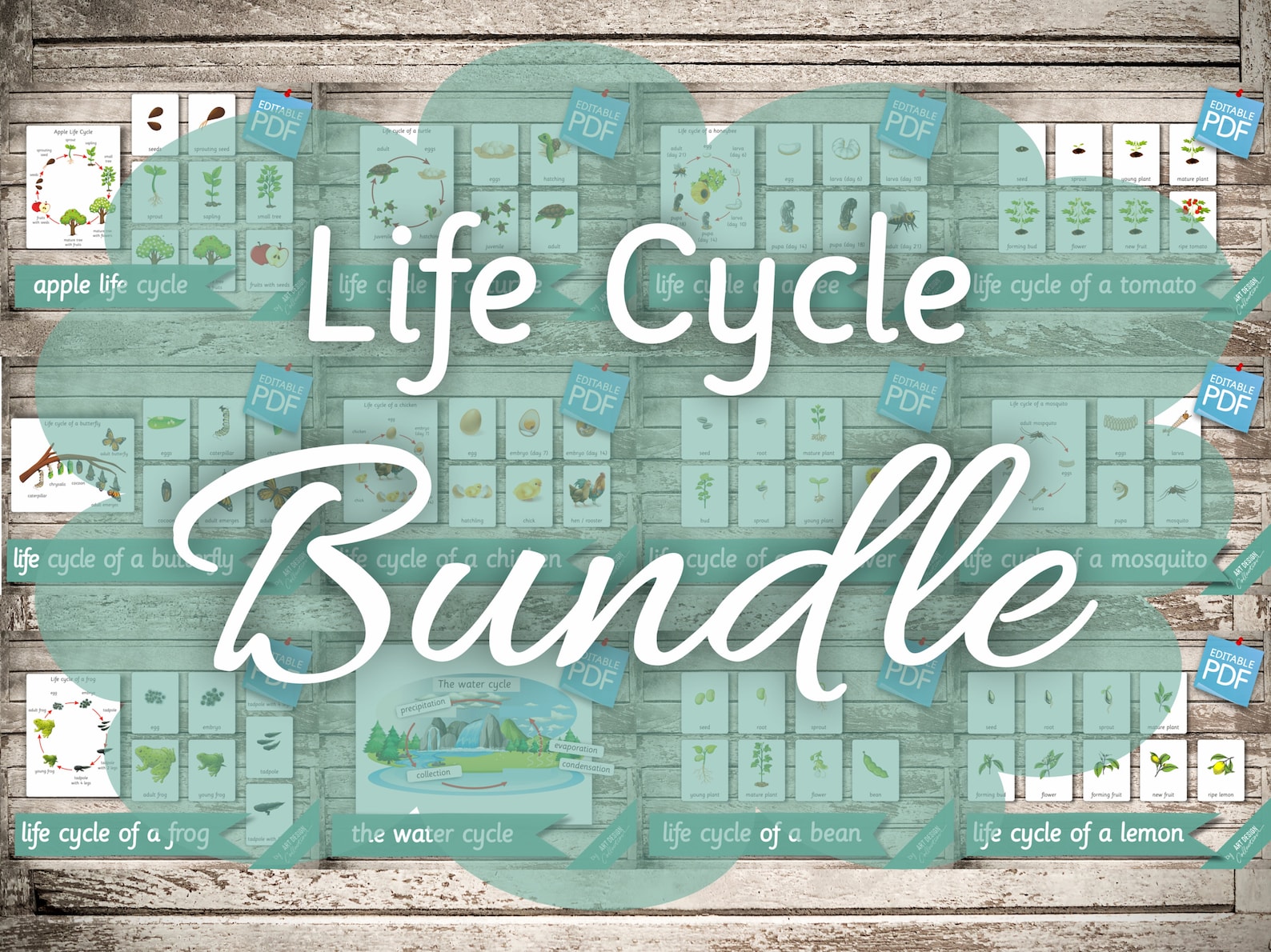 LIFE CYCLE BUNDLE 12 Life Cycles Montessori Cards Flash - Etsy Canada