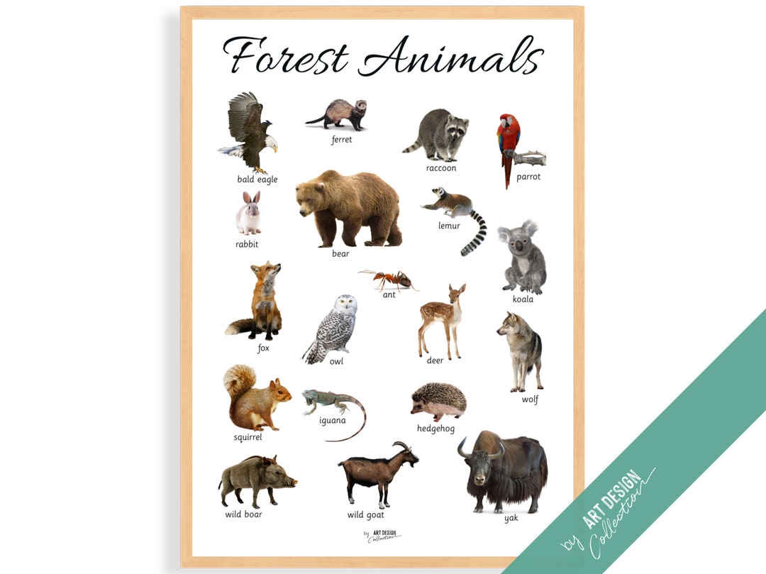 FOREST ANIMALS POSTER • Montessori Poster • Montessori Educational ...