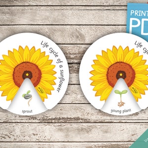 LIFE CYCLE of a SUNFLOWER Wheel • Montessori Busy Book Activity ...