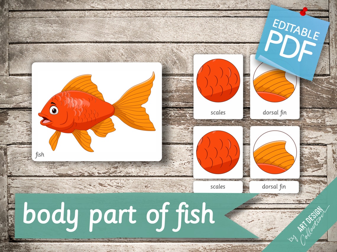 BODY PART of FISH 11 Montessori Cards Flash Cards - Etsy