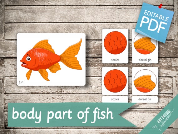 BODY PART of FISH 11 Montessori Cards Flash Cards - Etsy