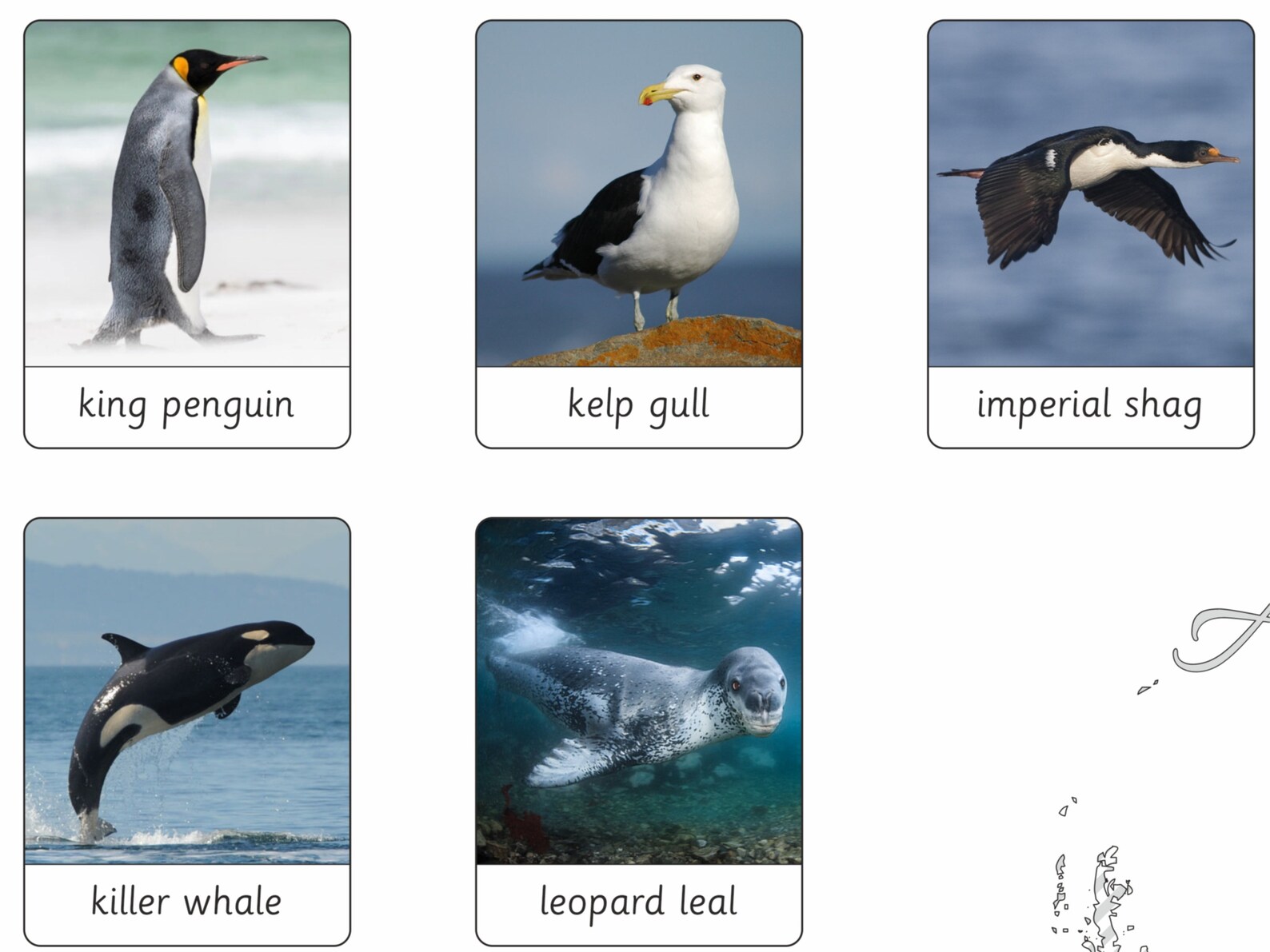 ANTARCTICA ANIMALS Poster Montessori Poster Montessori | Etsy