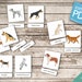 BREEDS OF DOG 26 Editable Montessori Cards Flash Cards Nomenclature ...