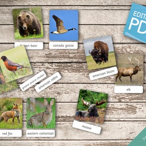 NORTH AMERICA ANIMALS French Edition • 28 French and 28 English ...