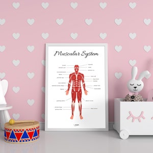 MUSCULAR SYSTEM • Montessori Poster • Montessori Educational ...
