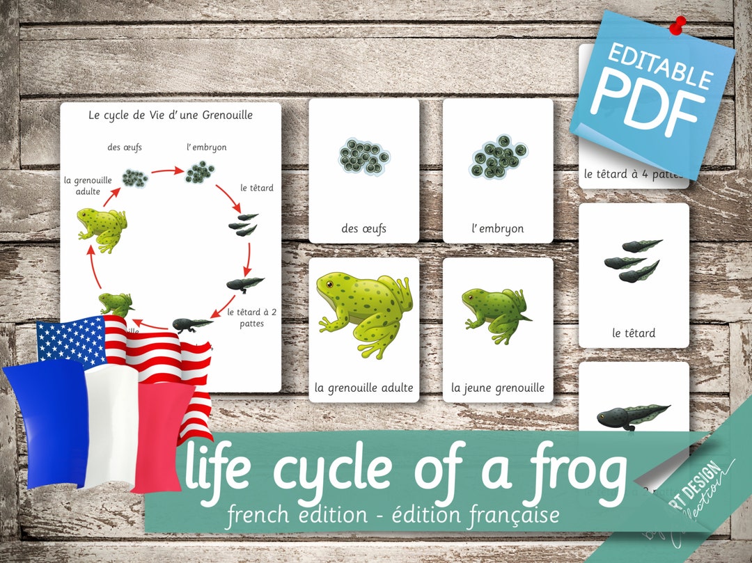 LIFE CYCLE of a FROG French Edition • 8 French and 8 English Editable ...