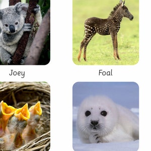 ANIMALS' BABIES POSTER • Montessori Poster • Montessori Educational ...