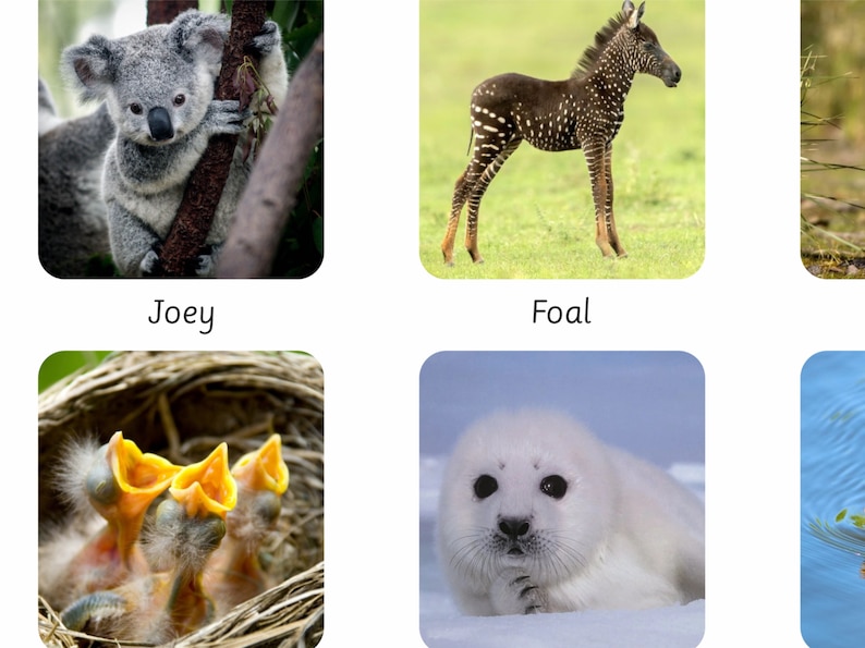 ANIMALS' BABIES POSTER Montessori Poster Montessori | Etsy