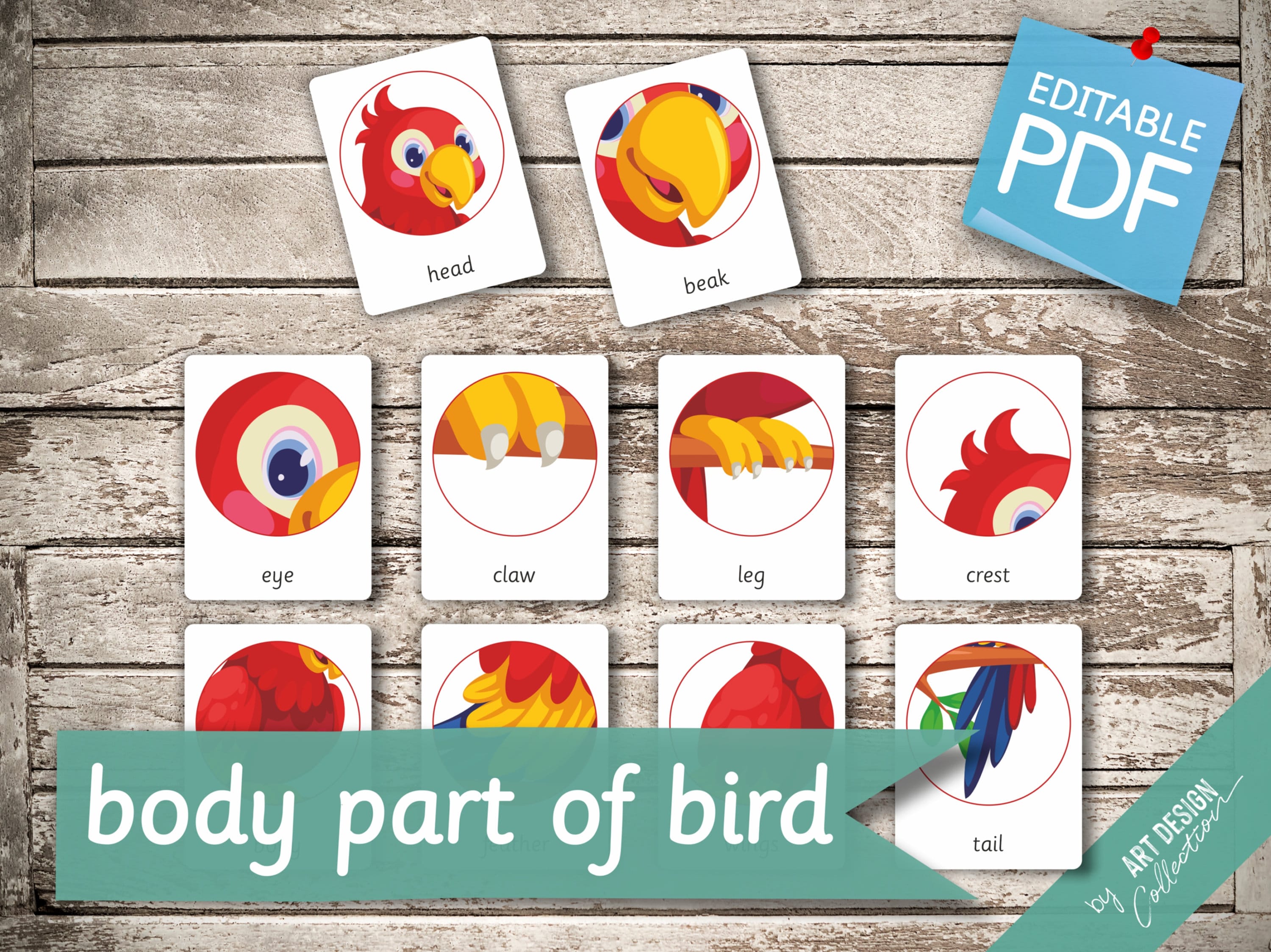 BODY PART of BIRD 11 Montessori Cards Flash Cards | Etsy