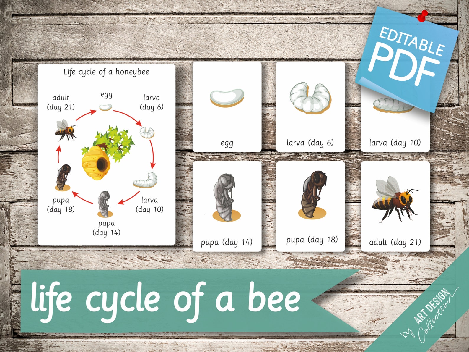 LIFE CYCLE of a HONEYBEE 7 Montessori Cards Flash Cards - Etsy