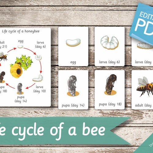 LIFE CYCLE of a LEMON 10 Editable Montessori Cards Flash - Etsy