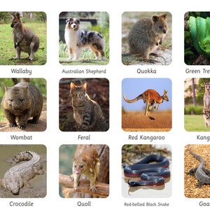 AUSTRALIAN ANIMALS POSTER • Montessori Poster • Montessori Educational ...