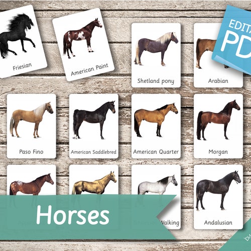HORSES 28 Editable Montessori Cards Flash Cards - Etsy