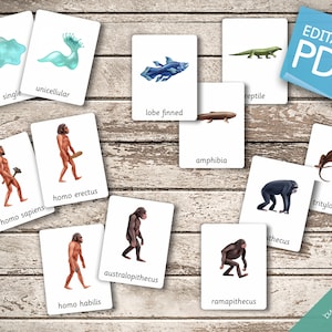 HUMAN EVOLUTION • 15 Montessori Cards • Flash Cards Nomenclature ...