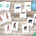 HUMAN EVOLUTION • 15 Montessori Cards • Flash Cards Nomenclature ...