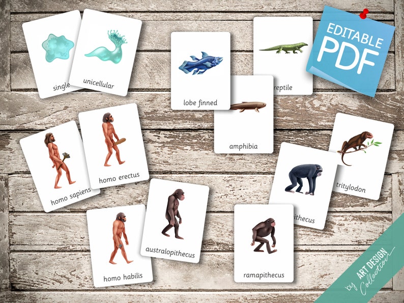 HUMAN EVOLUTION 15 Montessori Cards Flash Cards - Etsy