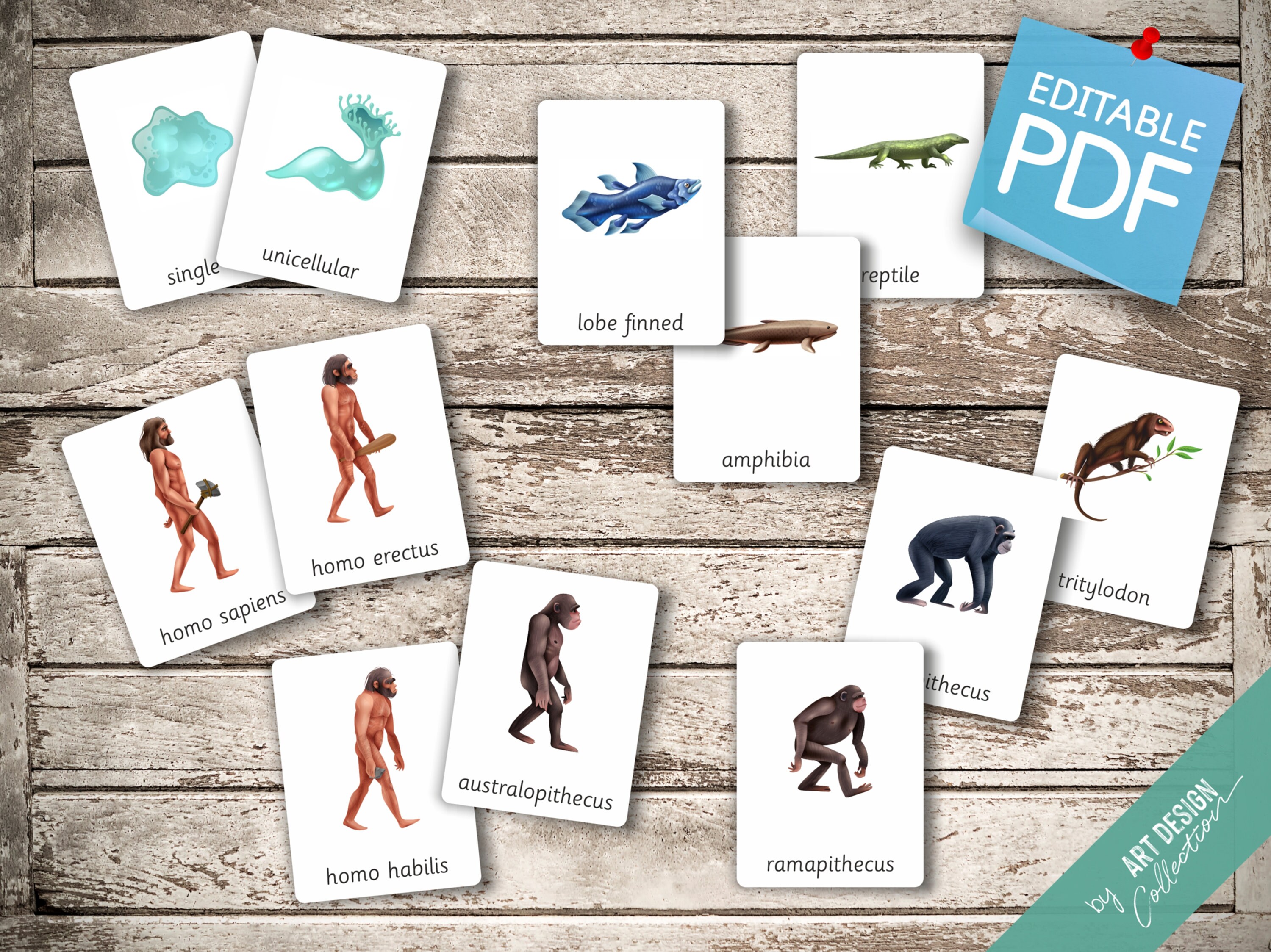 HUMAN EVOLUTION • 15 Montessori Cards • Flash Cards Nomenclature ...