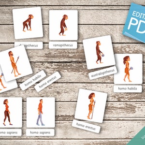 FROM APE to HUMAN 18 Montessori Cards Flash Cards Nomenclature ...