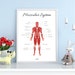 MUSCULAR SYSTEM • Montessori Poster • Montessori Educational ...