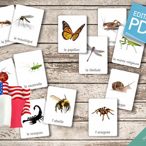 INSECTS FRENCH Edition • 22 French and 22 English Editable Montessori ...