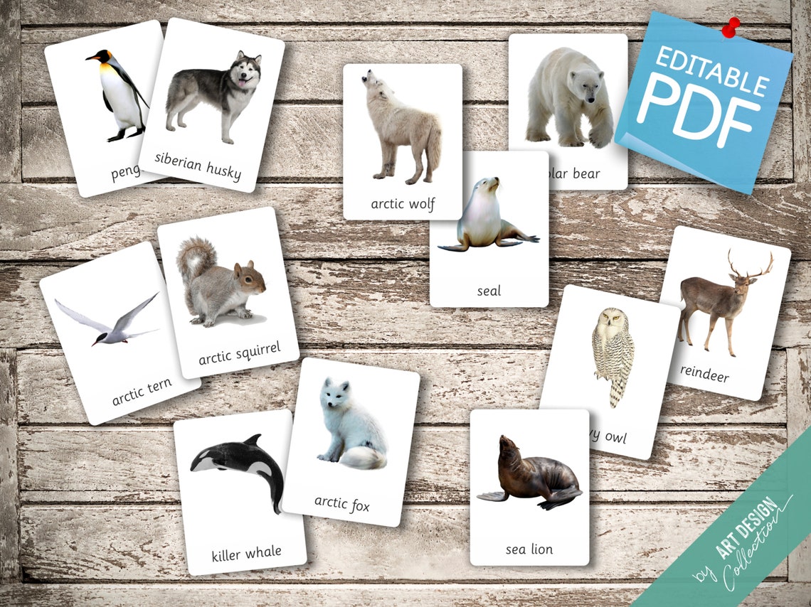 ARCTIC ANIMALS 20 Editable Montessori Cards Flash Cards | Etsy
