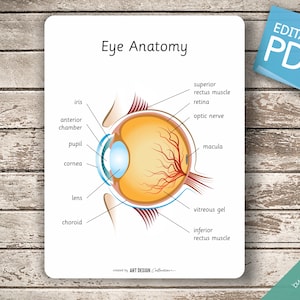 EYE ANATOMY • 15 Editable Montessori Cards • Flash Cards Nomenclature ...
