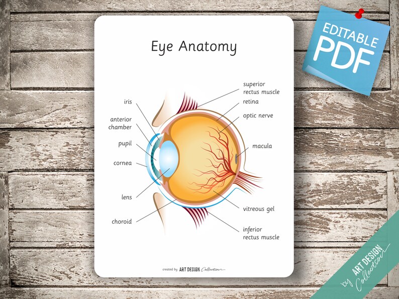 EYE ANATOMY 15 Editable Montessori Cards Flash Cards | Etsy