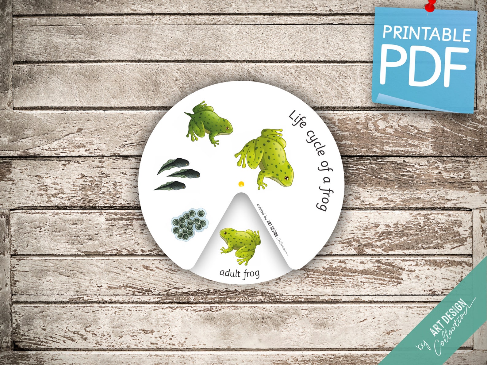 LIFE CYCLE of a FROG Wheel Montessori Busy Book Activity Nomenclature ...