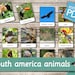 SOUTH AMERICA ANIMALS 28 Editable Montessori Cards Flash Cards ...
