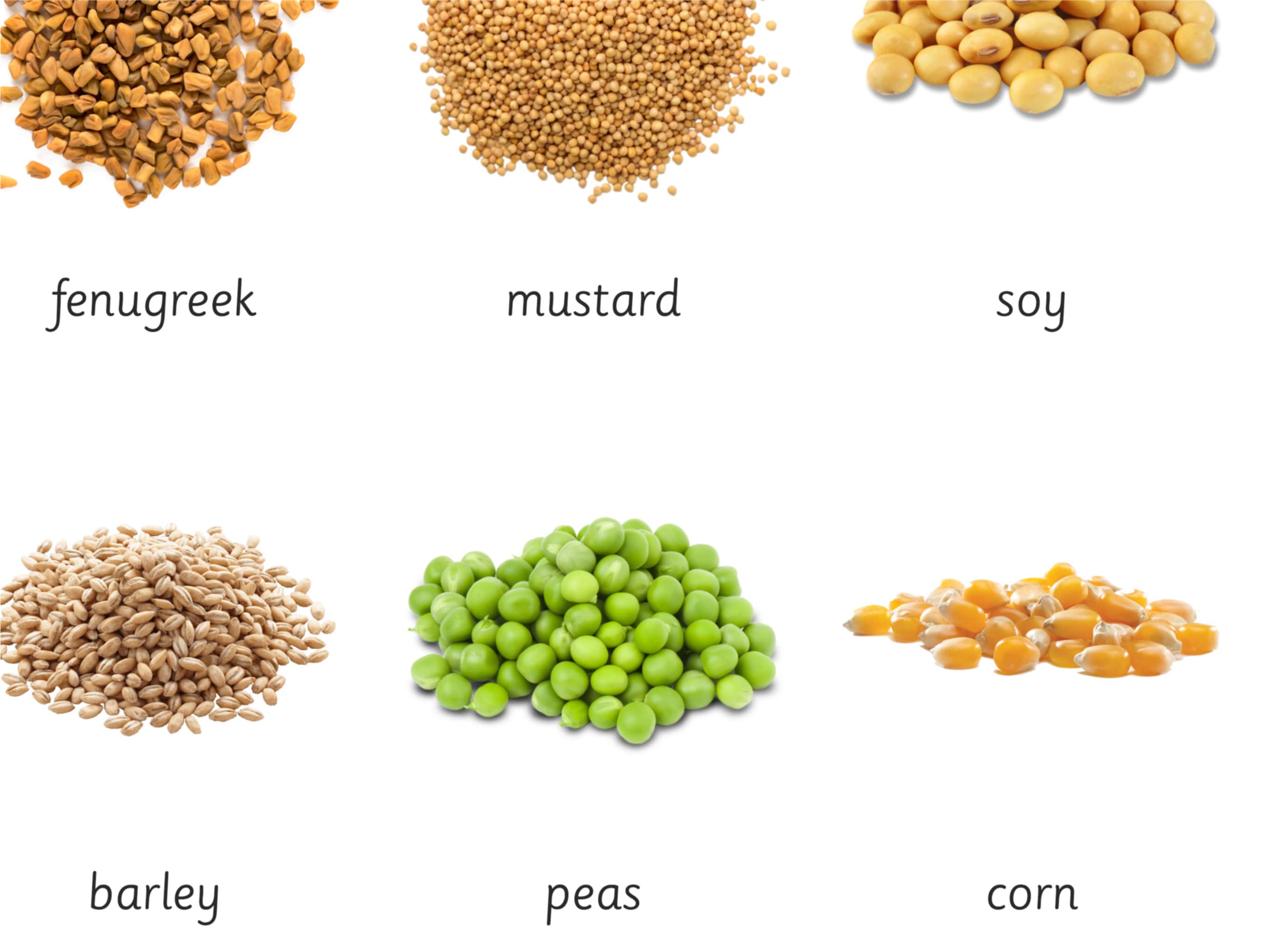 SEEDS POSTER Montessori Poster Montessori Educational - Etsy